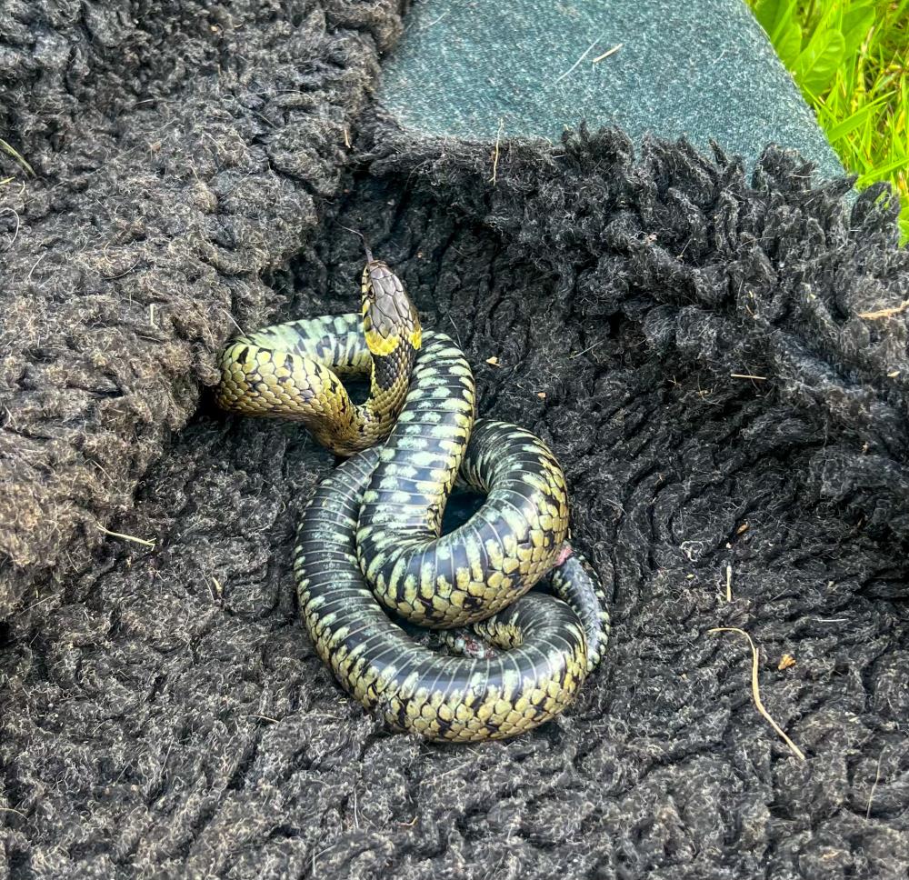 Baileys Blog » Home