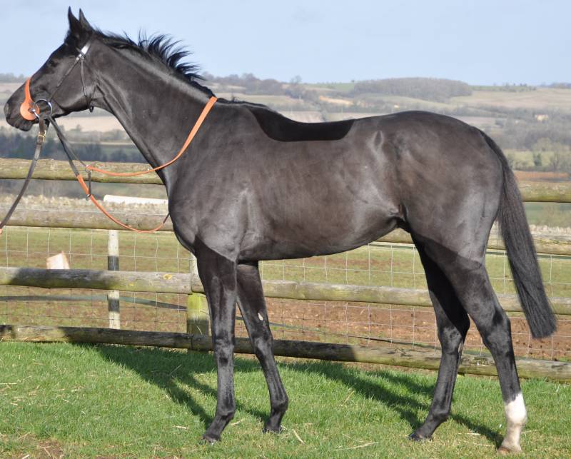 Salt Rock Horse Kim Bailey at Chase Behr blog