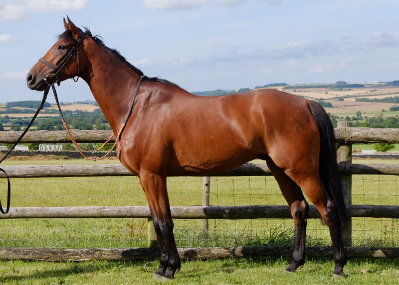 Horses » Home