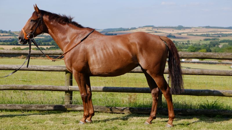 Horses » Home