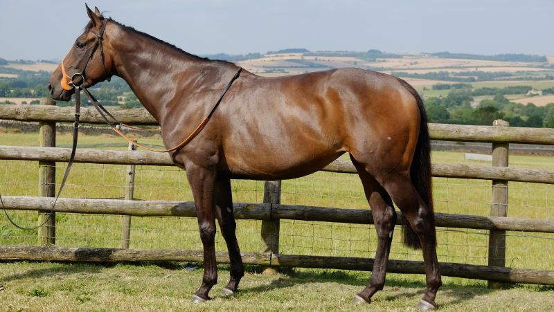 Horses » Home